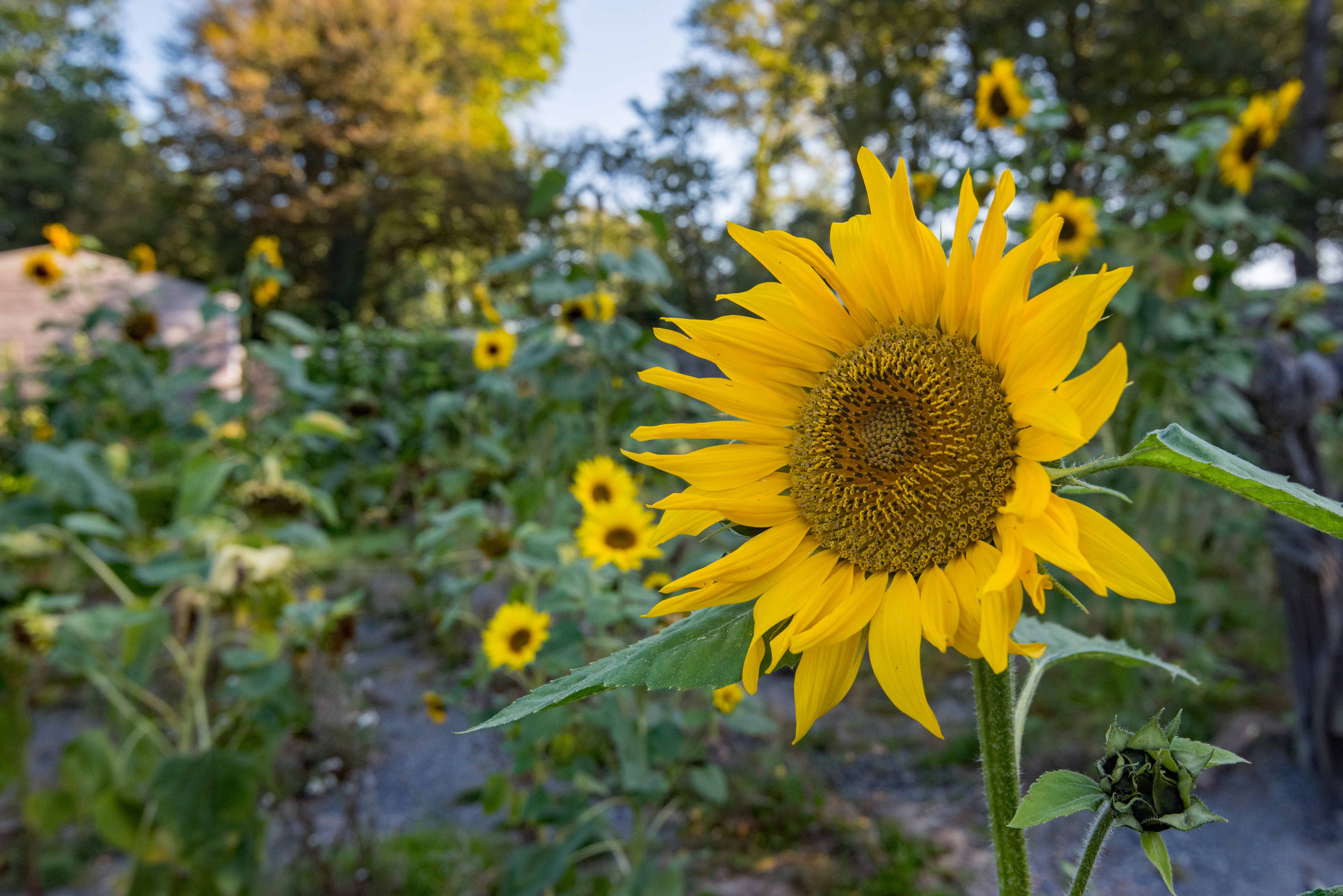 Visiting Us | Scolton Manor Park