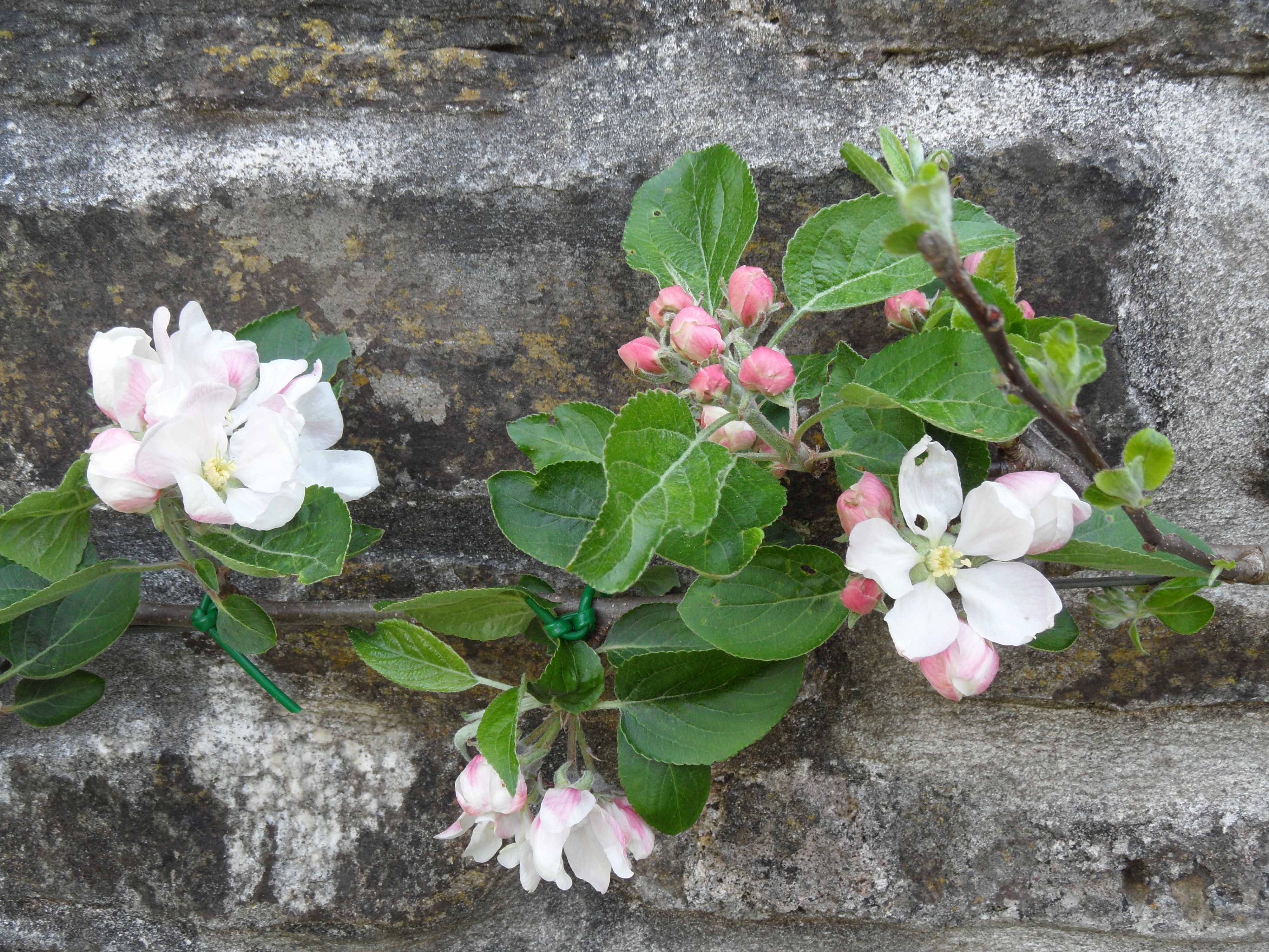 The Green Heart of Pembrokeshire | Scolton Manor Park